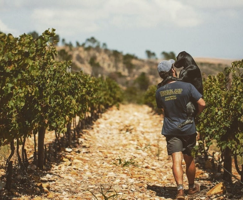 Weather Report – Swig Wines